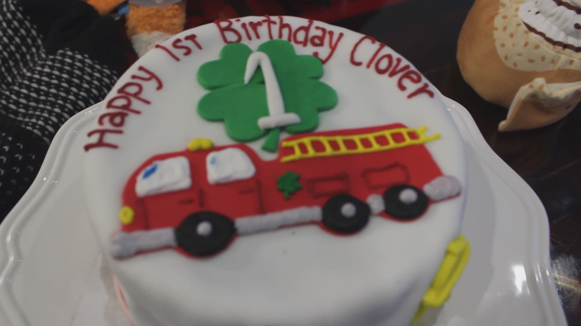 'Clover' celebrates her first birthday as the official Madiera Beach ...