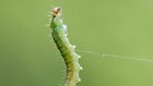 What are those little green worms hanging in the air? | wtsp.com
