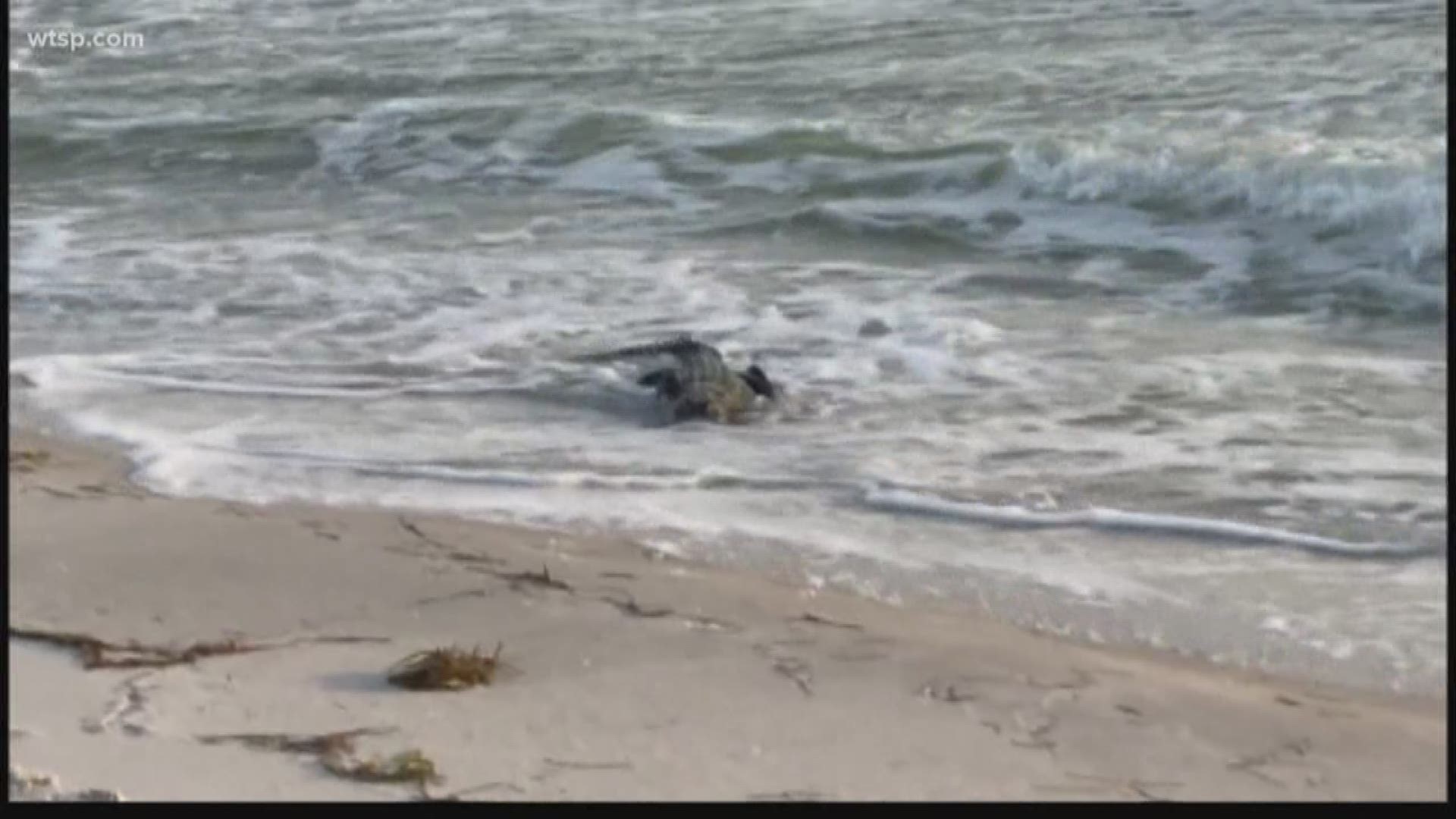 Alligators at the beach? You may see more of them, study finds | wtsp.com