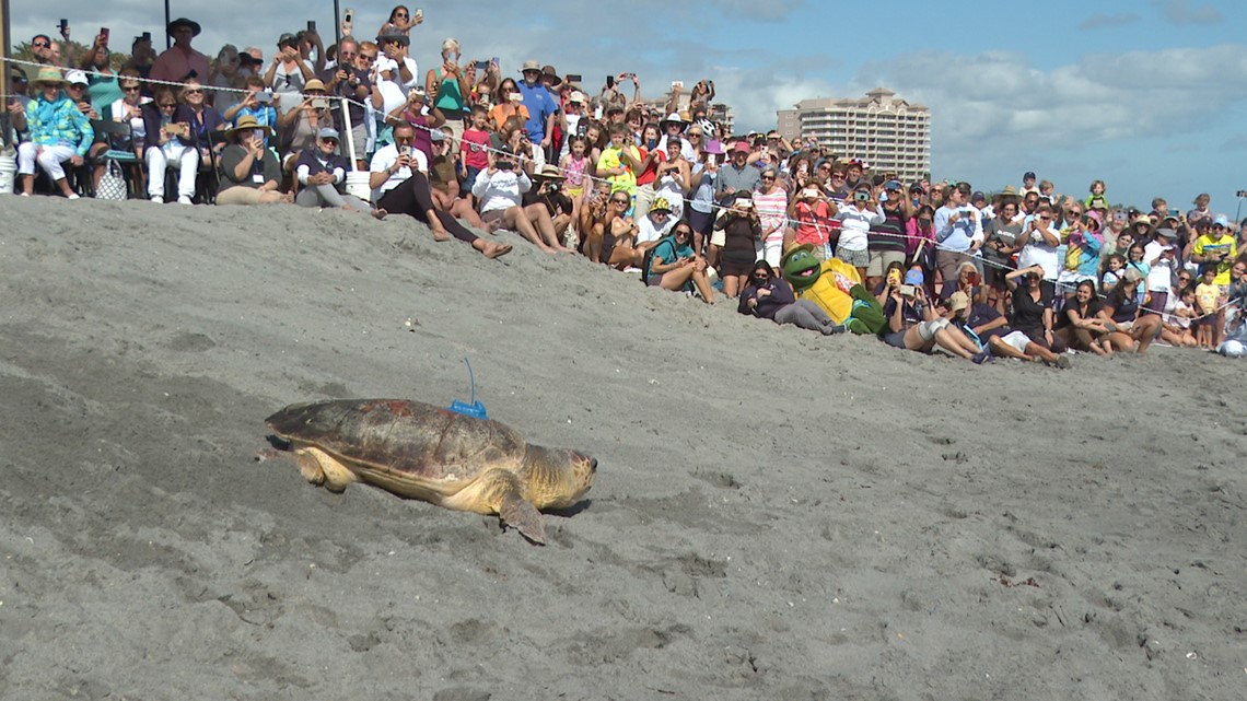 Sea turtle released after rehabbing near West Palm Beach | wtsp.com