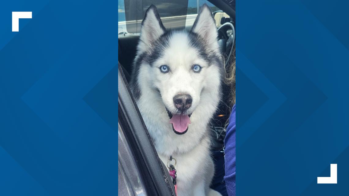 Hillsborough Co. woman sentenced to prison for beating husky | wtsp.com