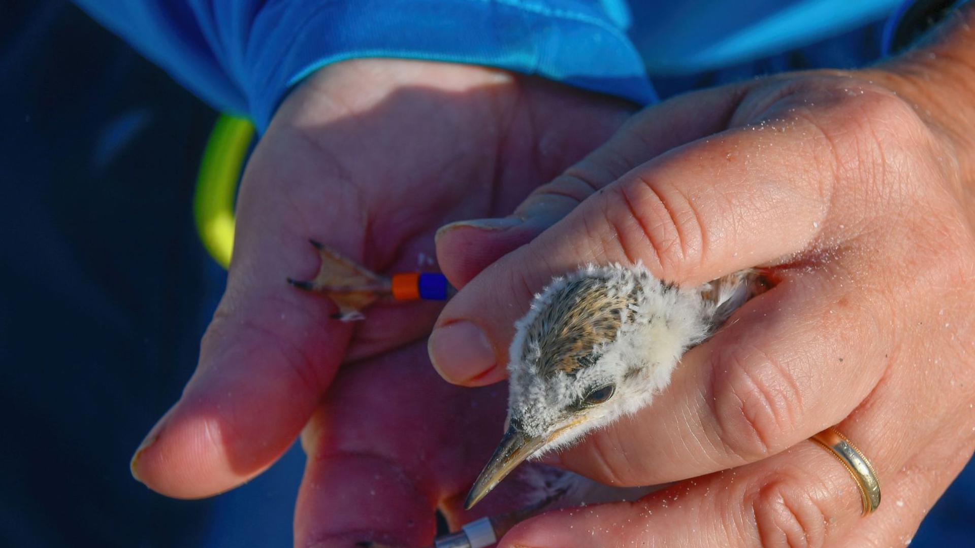 Threatened baby birds get tracking bands in Tampa Bay | wtsp.com