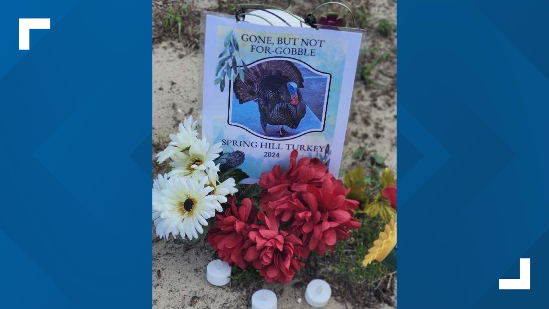 Spring Hill 'Tom the Turkey' dies | wtsp.com