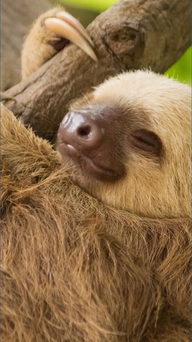 FWC reports 31 imported sloths died at the wildlife facility in Orlando ...