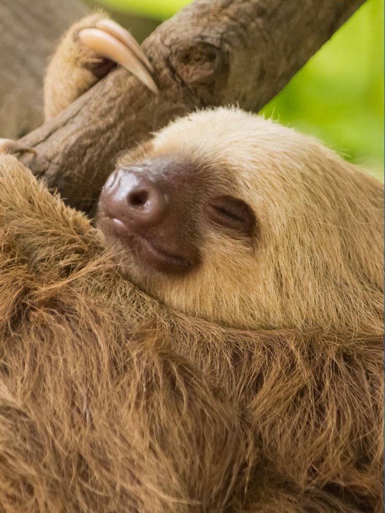 FWC reports 31 imported sloths died at the wildlife facility in Orlando ...