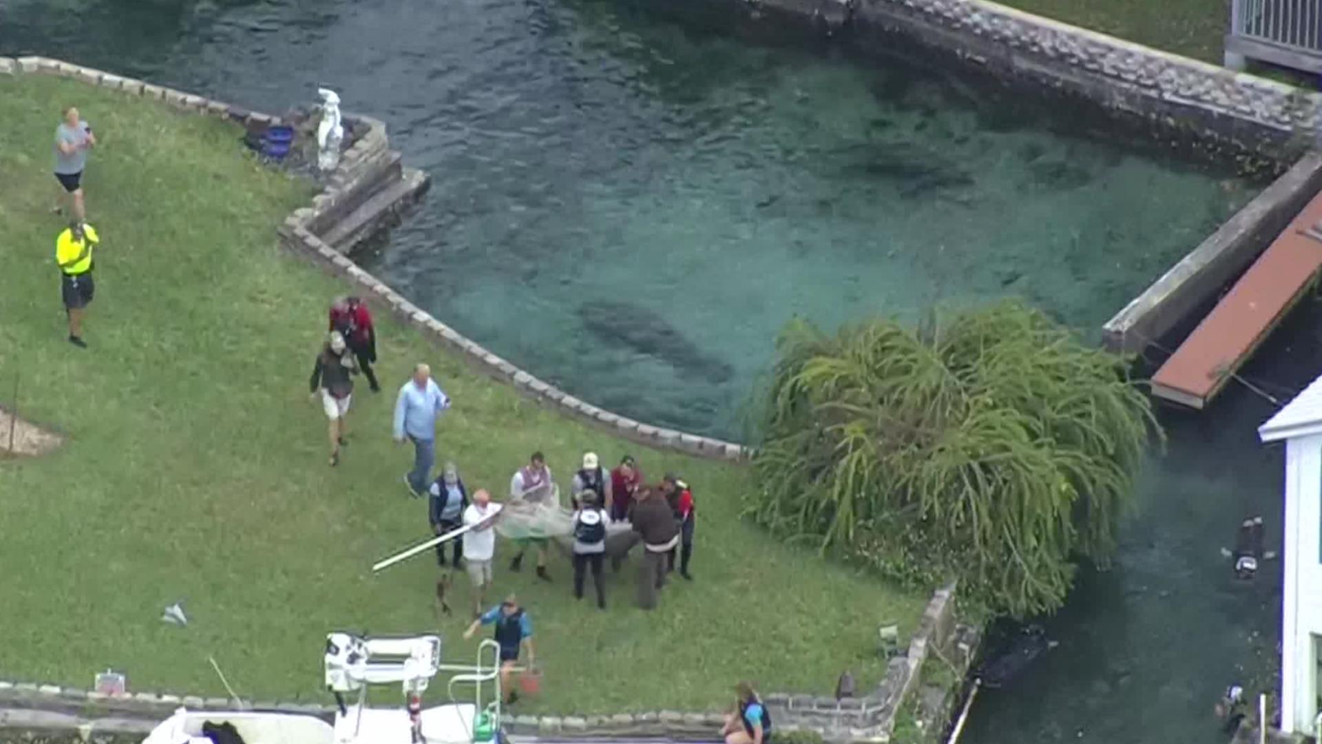 Stranded baby manatee rescued by crews in Citrus County | wtsp.com