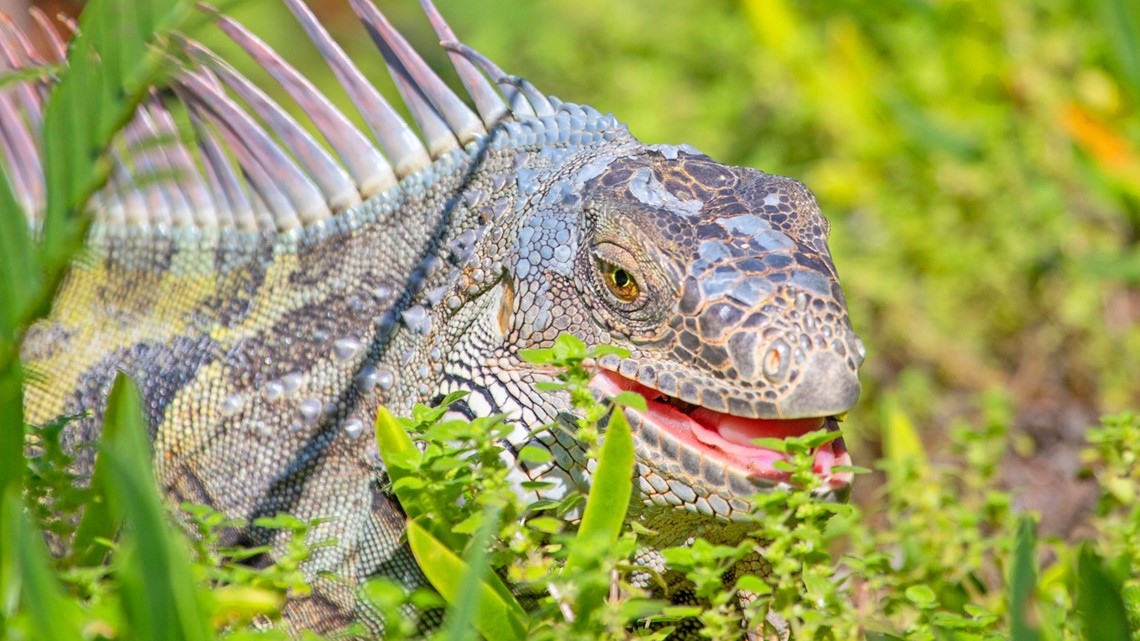 Iguanas fall out of trees when it gets cold in Florida | wtsp.com