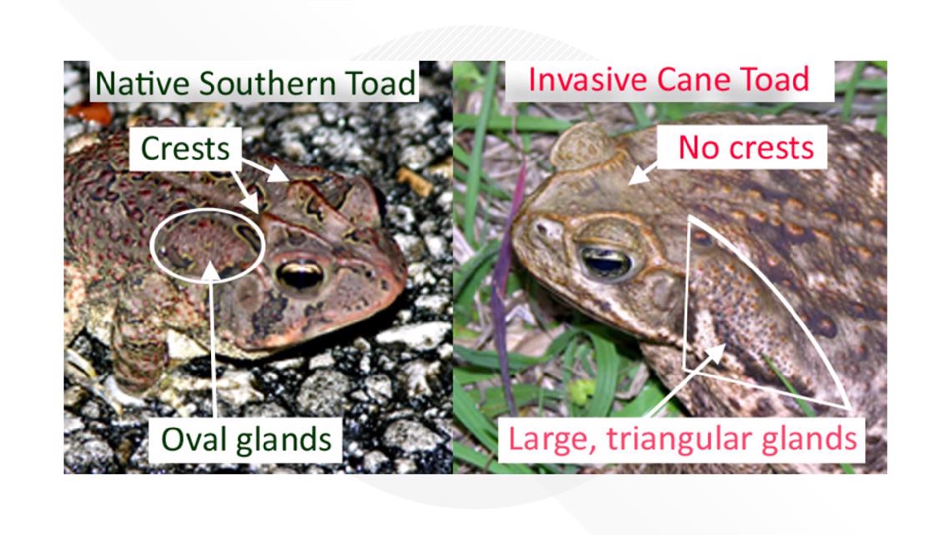 Local family warns pet owners after dog survives toad poisoning | wtsp.com