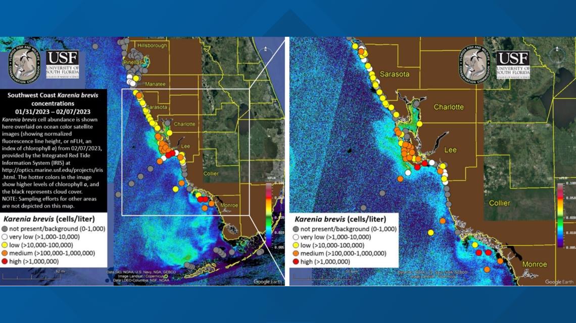 Tampa Bay-area red tide levels to increase | wtsp.com
