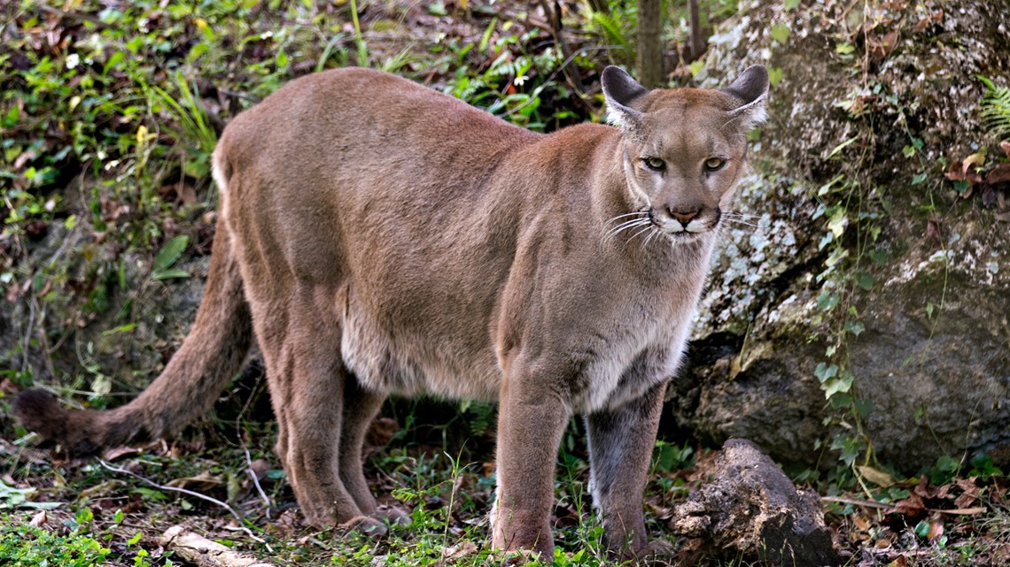 FWC: Florida panther hit, killed by car in Polk County | wtsp.com