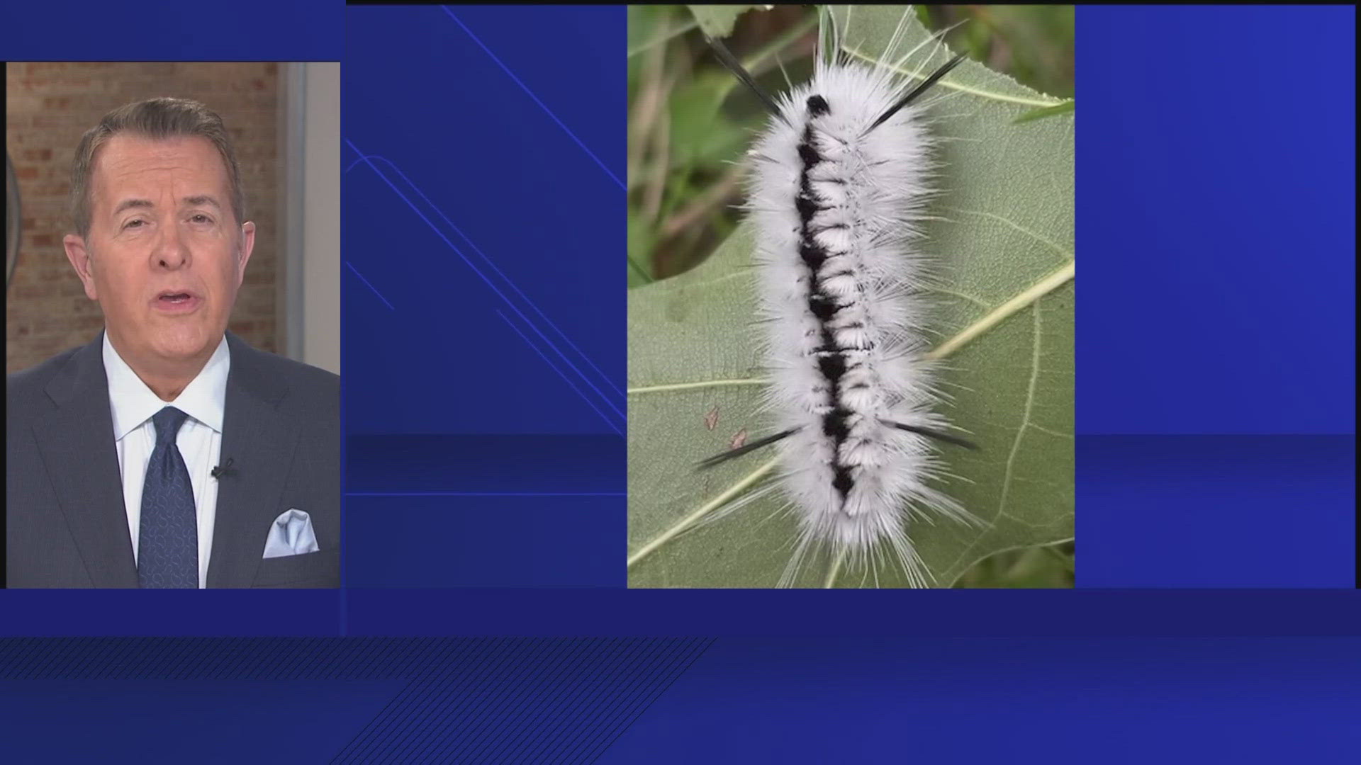 Are these fuzzy caterpillars poisonous? What to know before you touch | wtsp.com