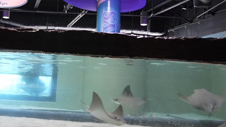 Tropicana Field stingrays return home after braving Milton | wtsp.com