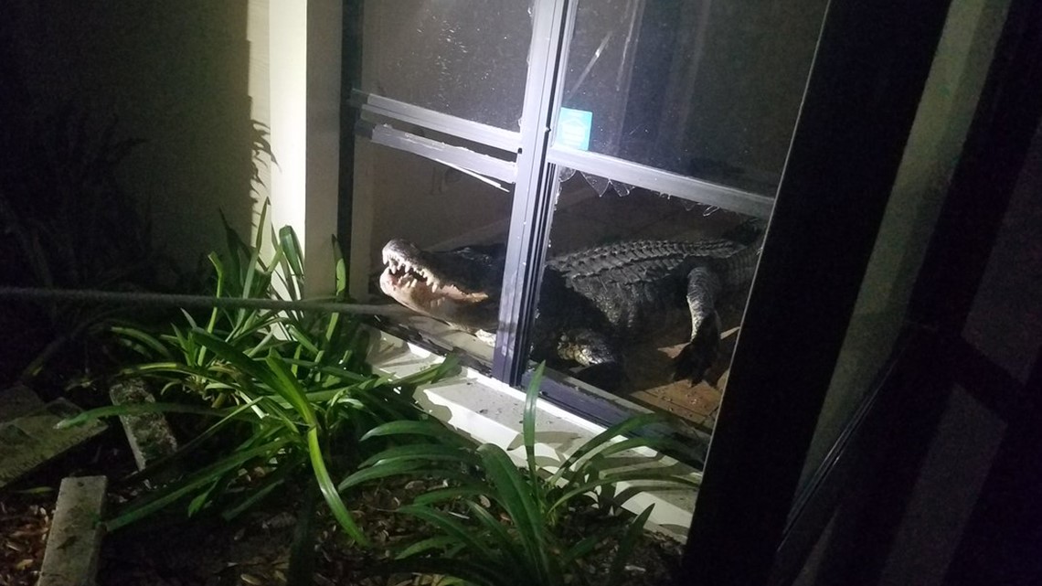 11-foot gator breaks through windows, into kitchen of Clearwater home ...