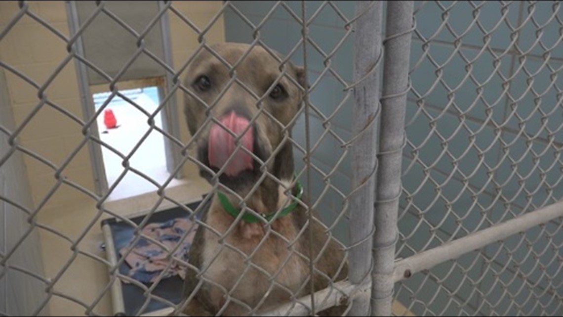 Brevard County inmates to comfort shelter dogs on 4th of July | wtsp.com