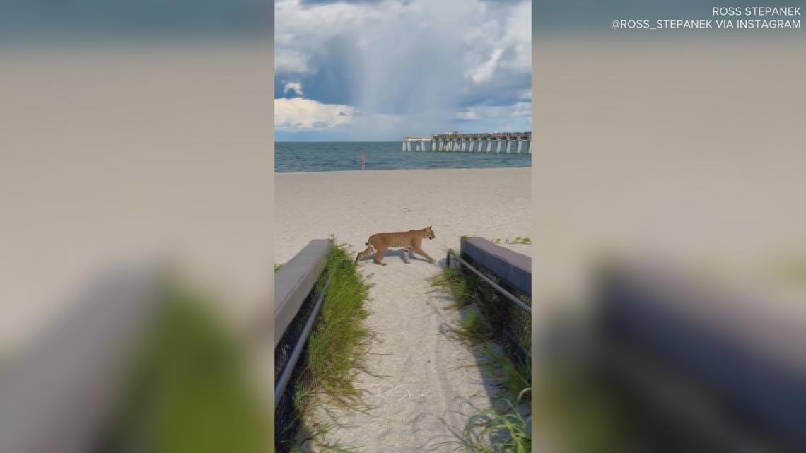 VIDEO: Bobcat surprises man on beach near Venice Fishing Pier | wtsp.com