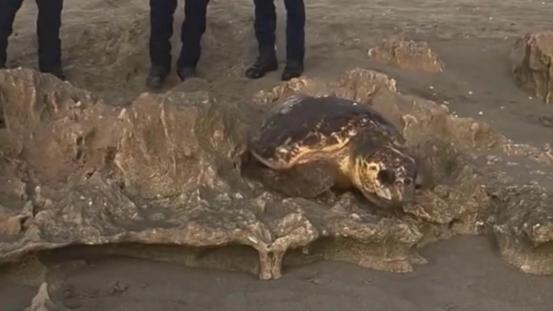 Sea turtle rescued in Martin County, Florida | wtsp.com