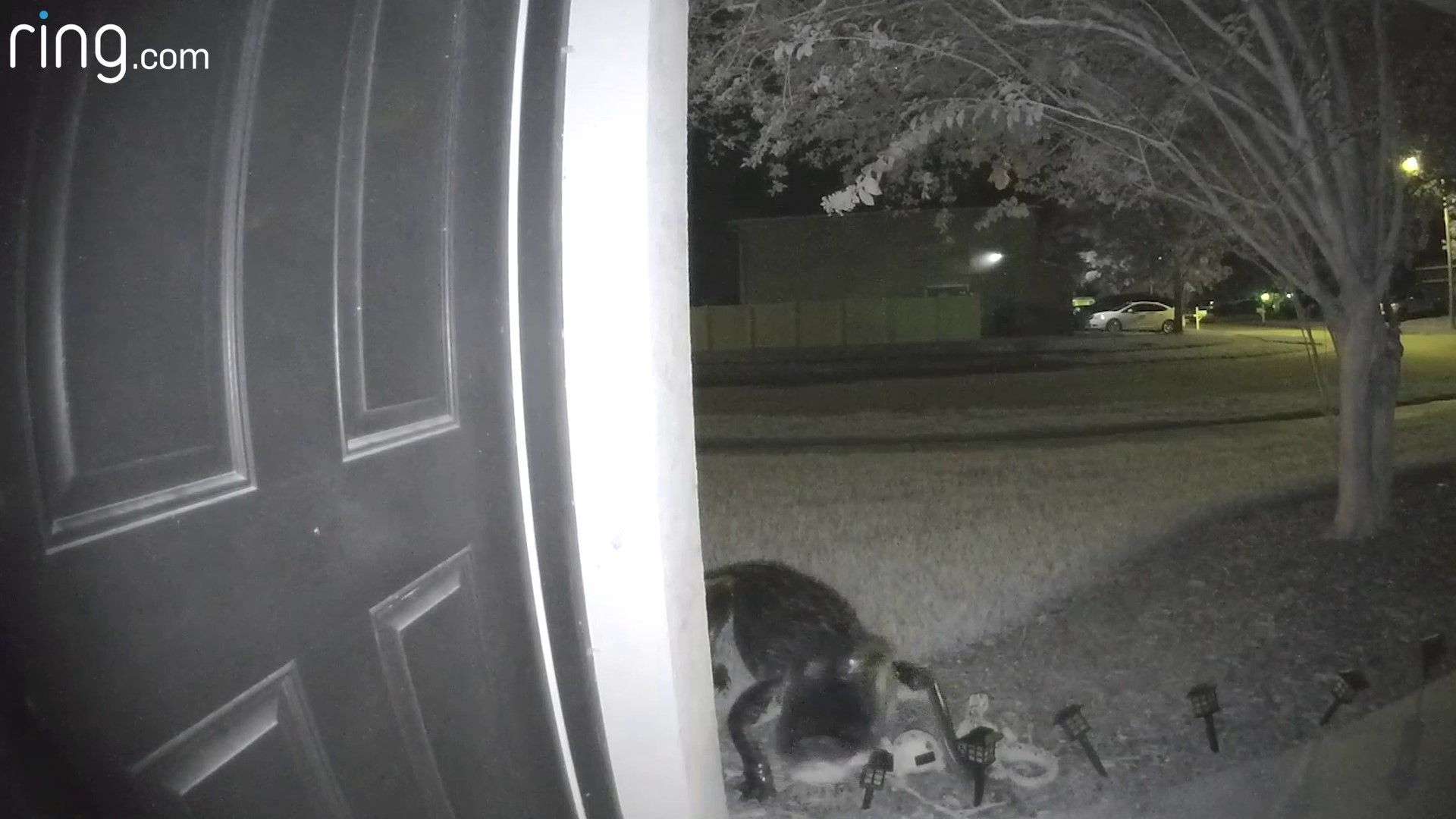 Alligator caught on Ring doorbell camera triggers motion alert for ...