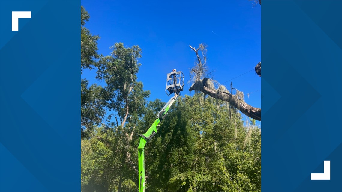 Lutz tree trimmer electrocuted by live power line | wtsp.com
