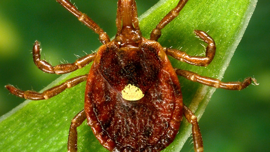 Tick-borne Heartland found in Georgia | wtsp.com