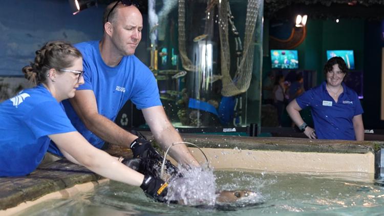 Tropicana Field stingrays return home after braving Milton | wtsp.com
