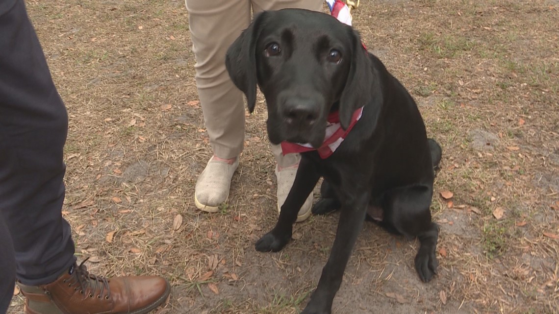 Southeastern Guide Dogs walkathon raises money to pair vets, dogs ...