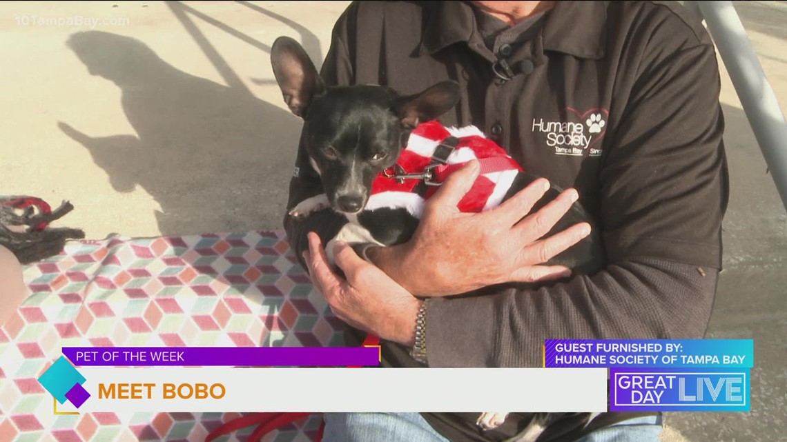 POTW: Meet Bobo | wtsp.com