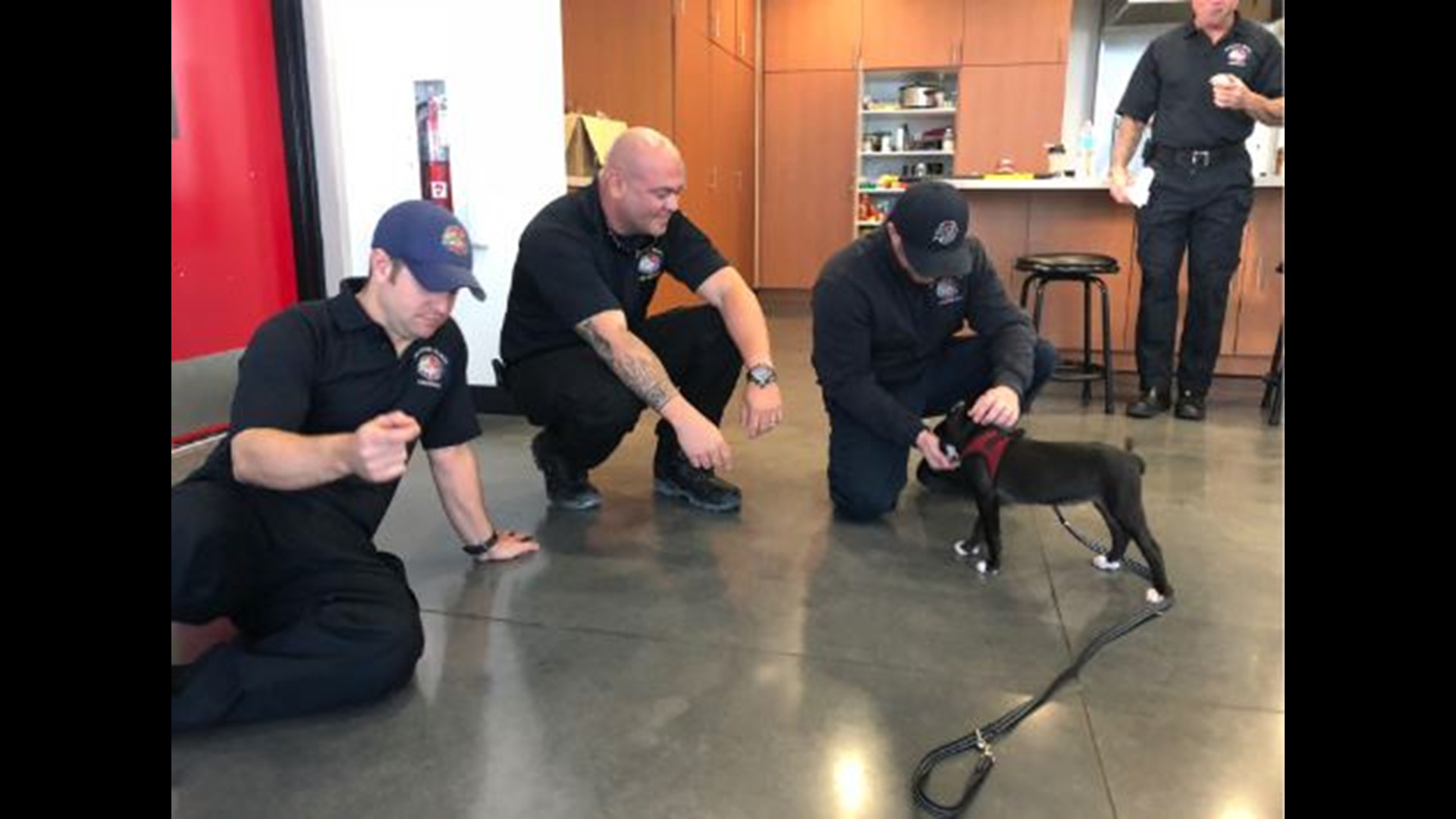 'Clover' celebrates her first birthday as the official Madiera Beach ...