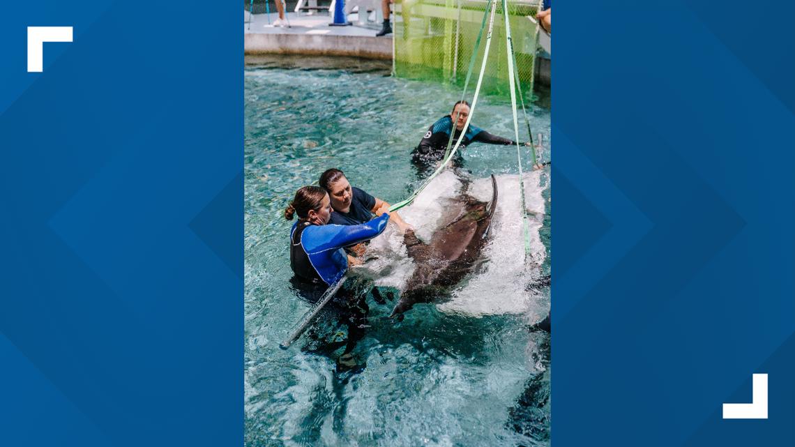 Dolphins taken to CMA from facility under investigation | wtsp.com
