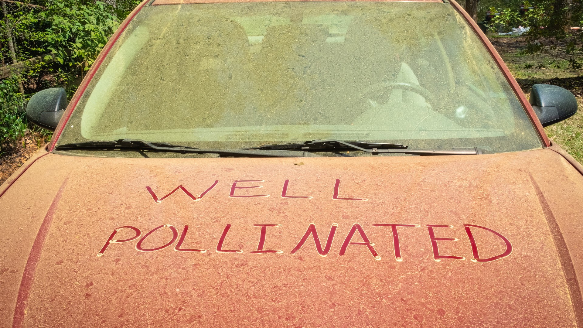 Florida allergy experts explain yellow pollen on cars | wtsp.com