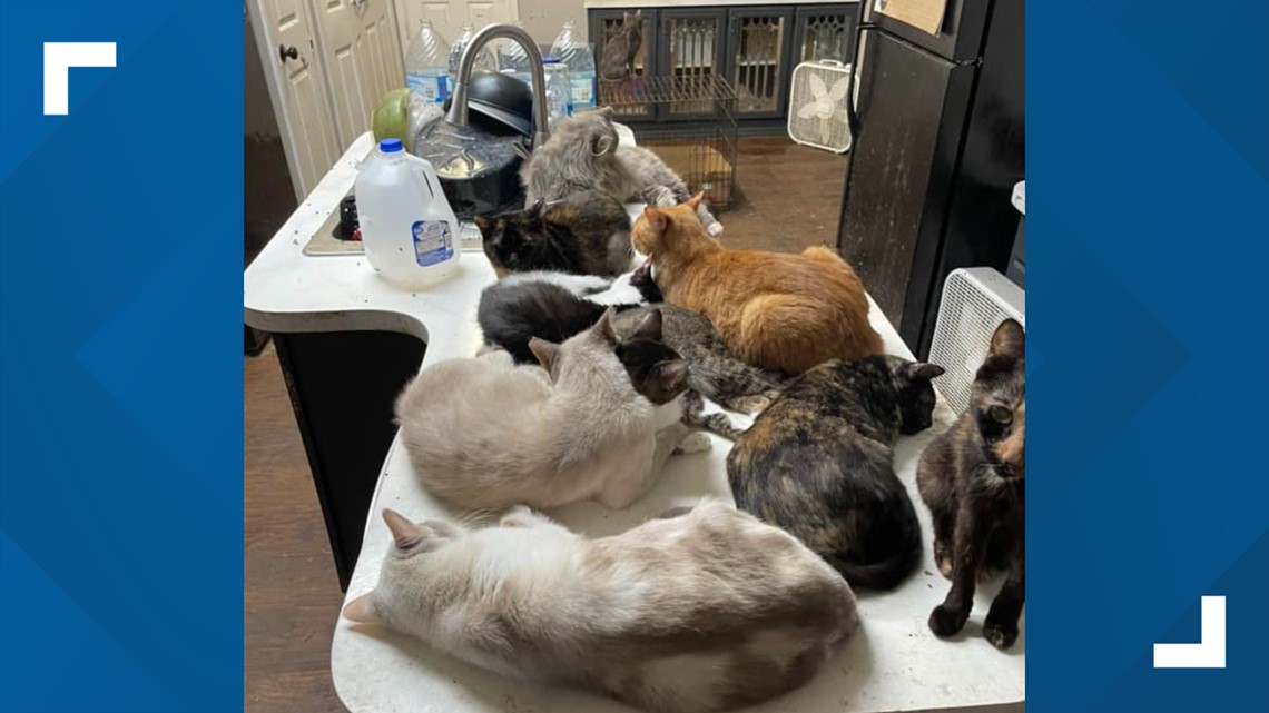 Florida has few laws to protect animals | wtsp.com