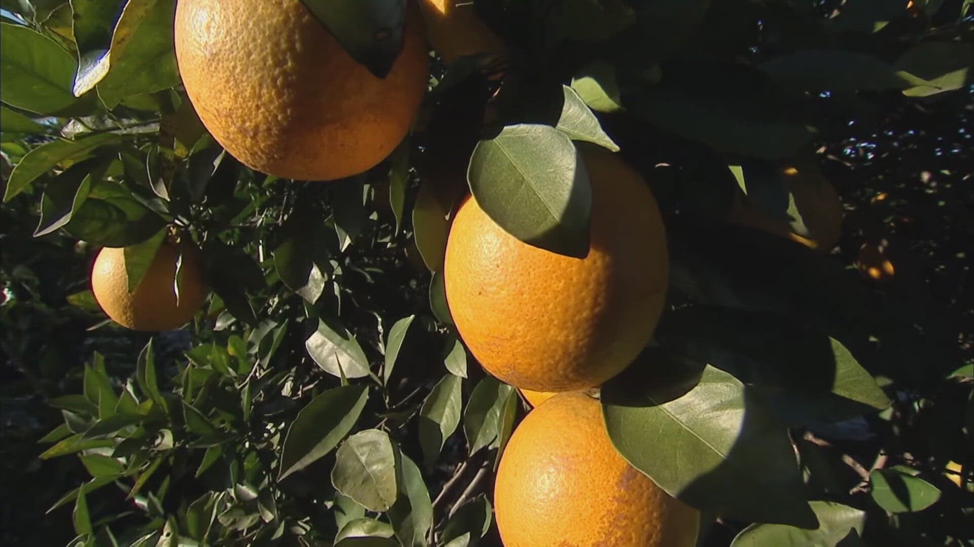 Florida scientists might have found solution to citrus greening | wtsp.com