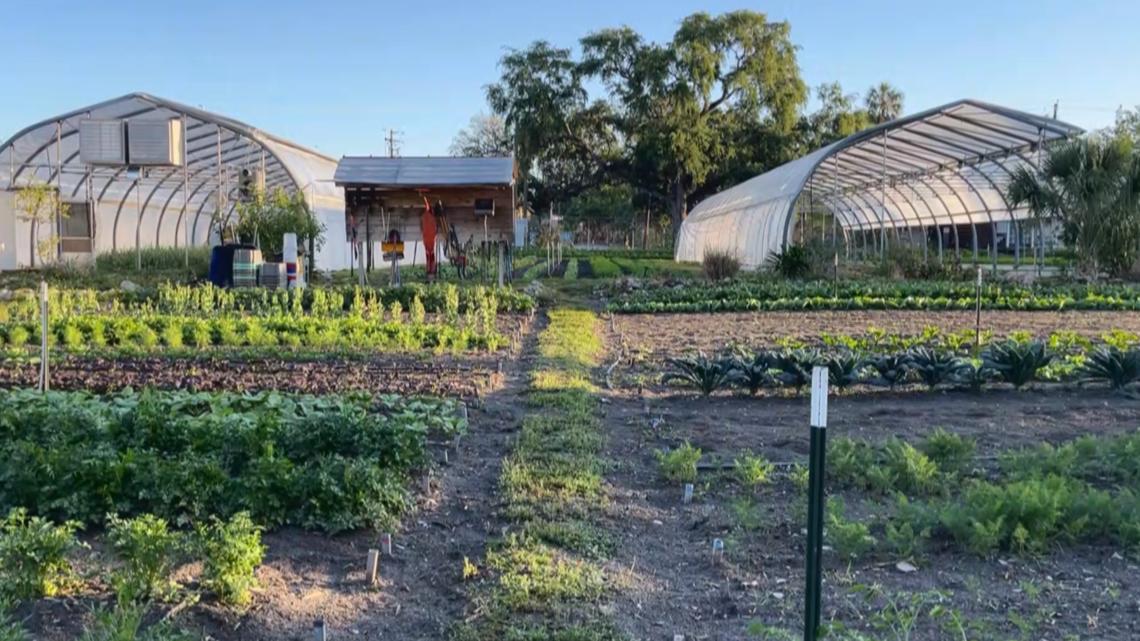 About 10 Tampa Bay WTSP | wtsp.com