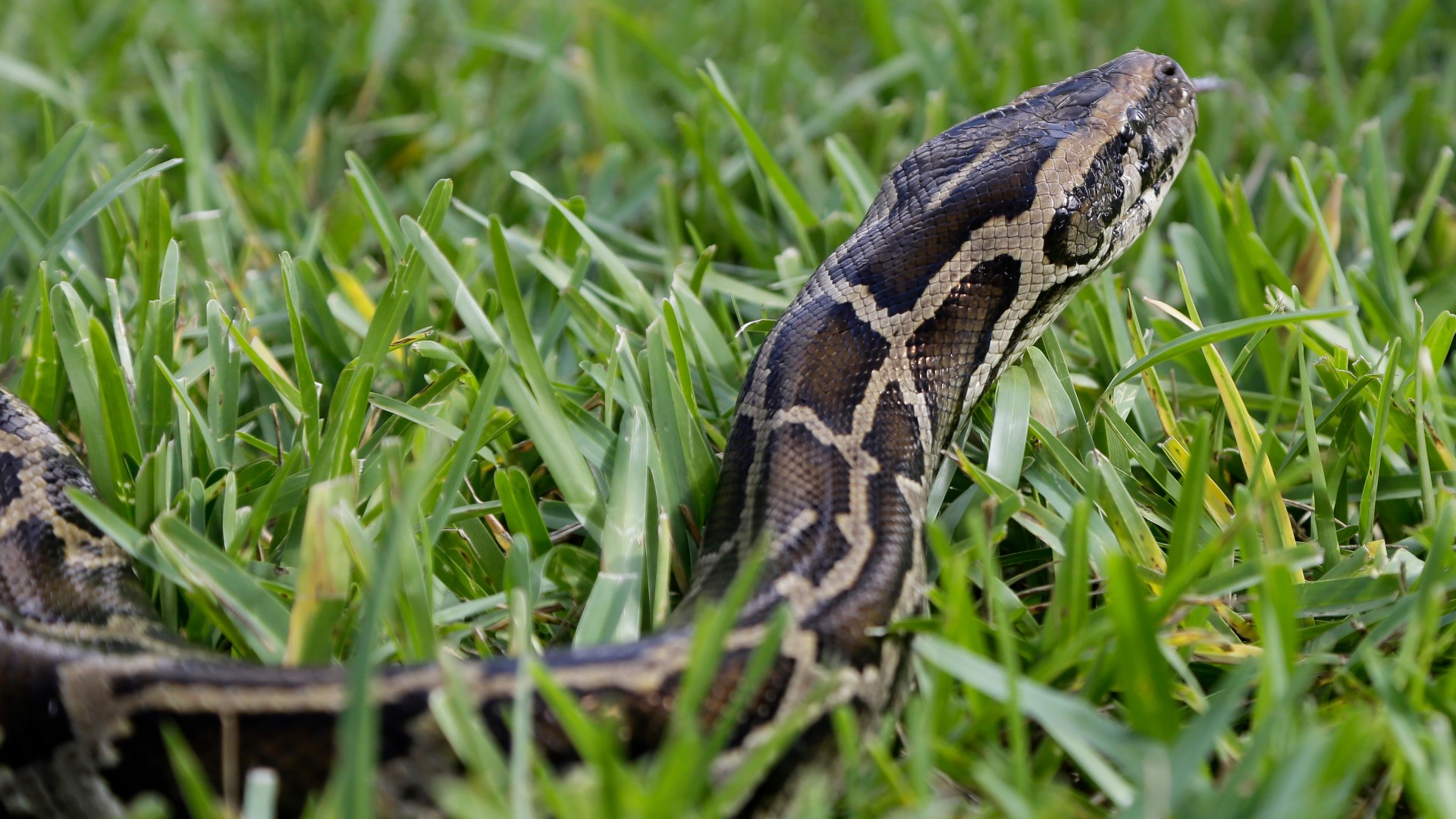 16-foot Burmese python captured in Everglades in Broward County | wtsp.com