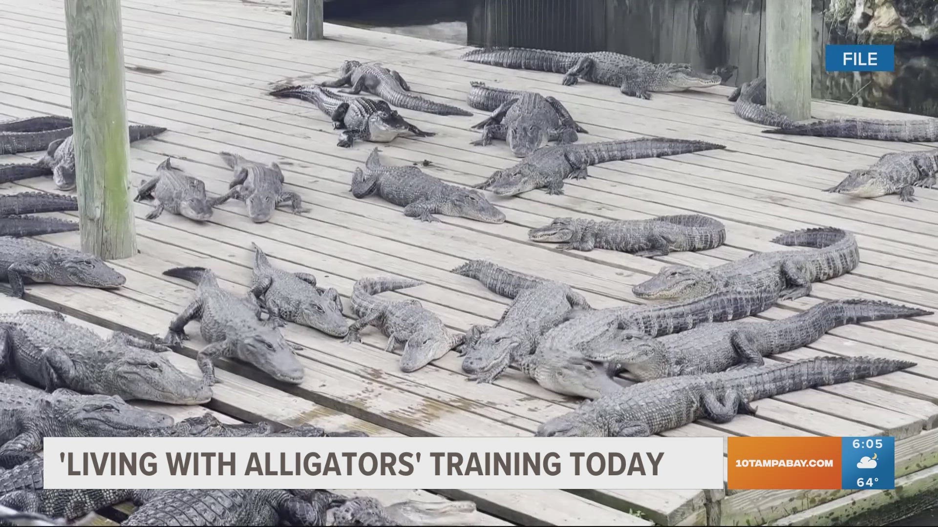 Manatee County to host 'living with alligators' training sessions ...