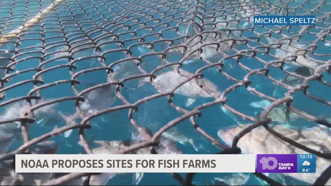 NOAA wants your feedback on fish farms | wtsp.com