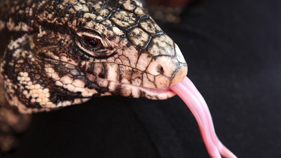 Report: Invasive tegu lizards are on the move in Florida | wtsp.com