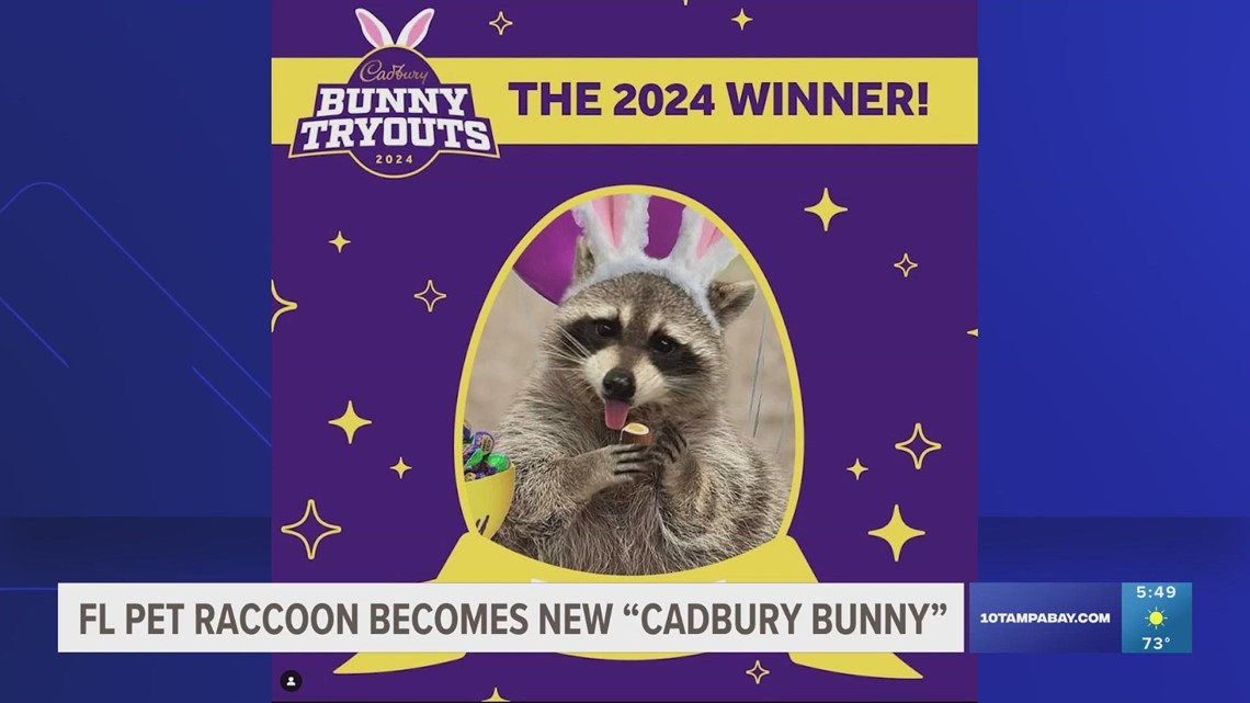 Florida raccoon named "Louie" becomes 2024 Cadbury Bunny | wtsp.com