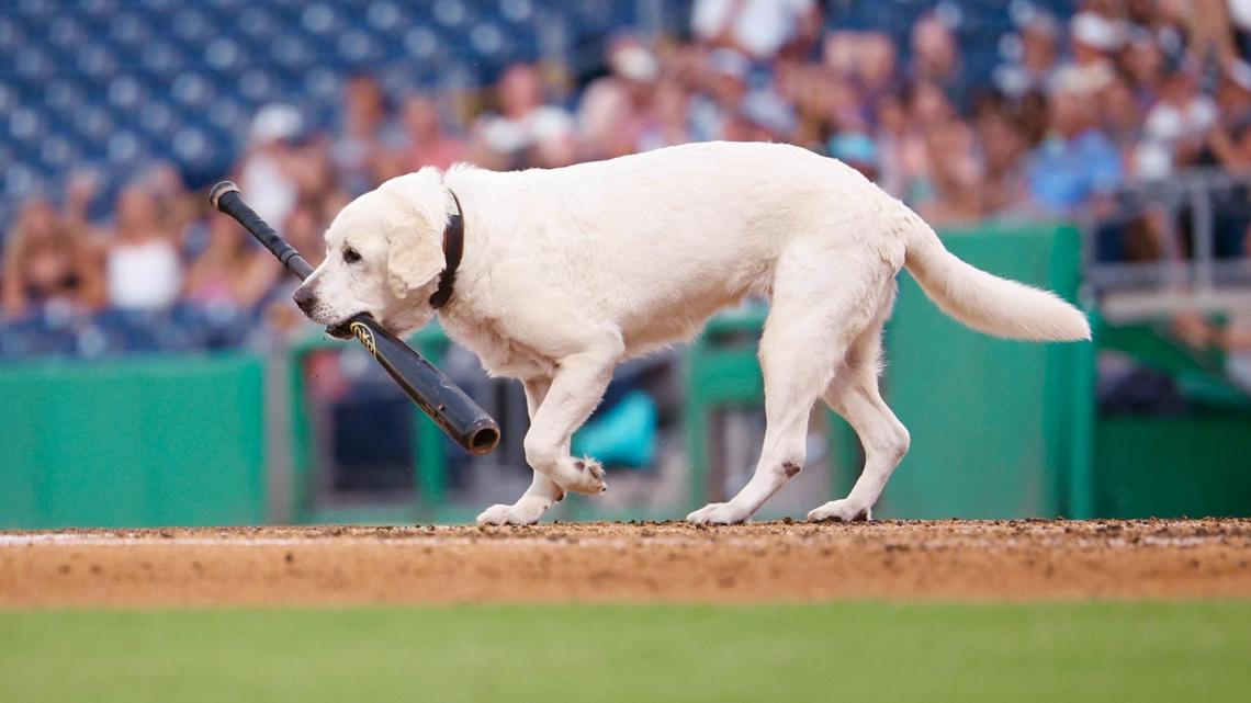 Tampa Bay baseball bat dog retires | wtsp.com