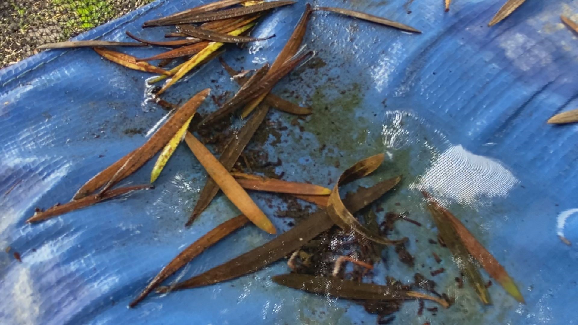 Here are ways you're breeding mosquitos in your backyard | wtsp.com