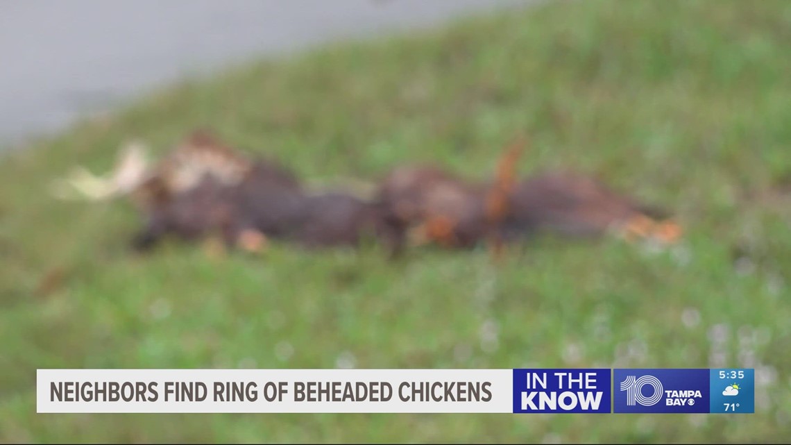 Miami neighbors find ring of beheaded chickens | wtsp.com