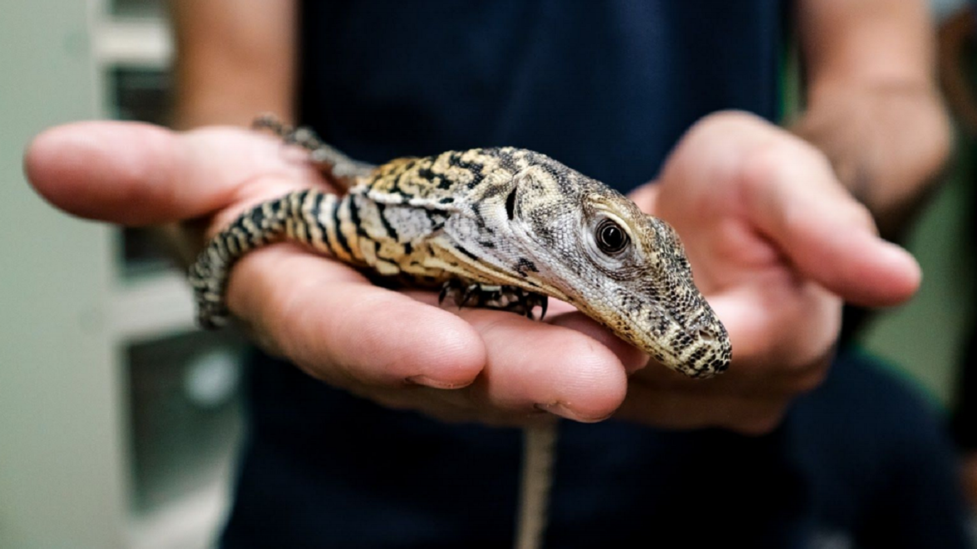 Komodo dragon produces offspring on her own | wtsp.com