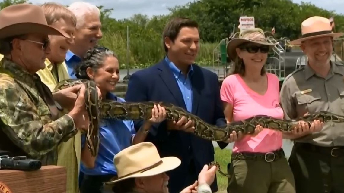 Florida Governor DeSantis doubles down on python removal | wtsp.com