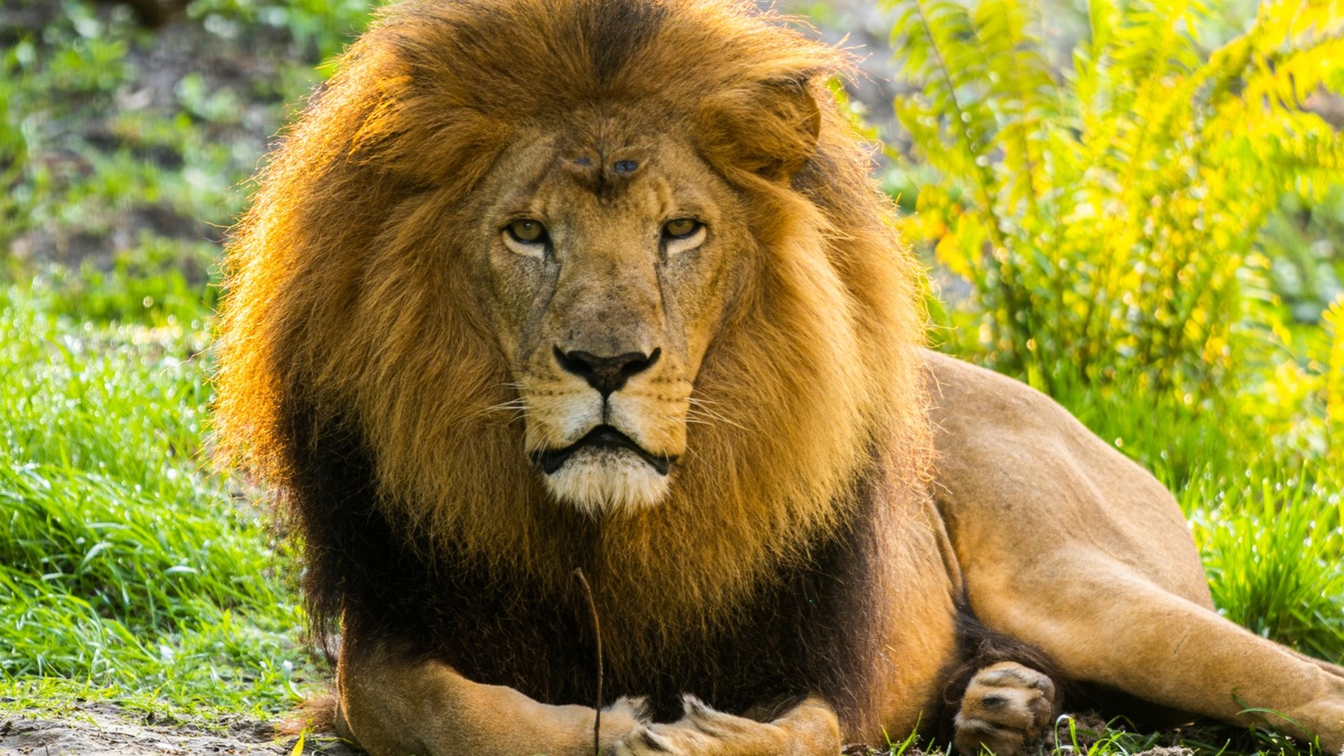Busch Gardens mourns Simon the lion's death | wtsp.com