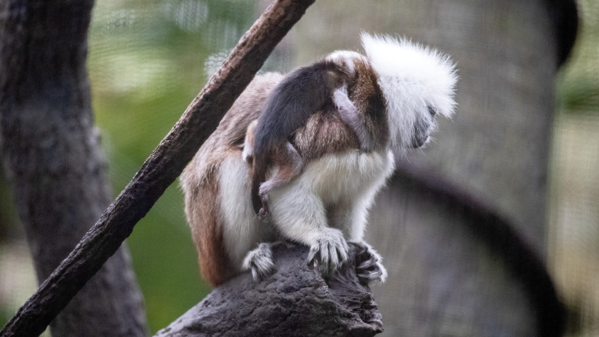 2 baby monkeys part of endangered species born at Brevard Zoo | wtsp.com