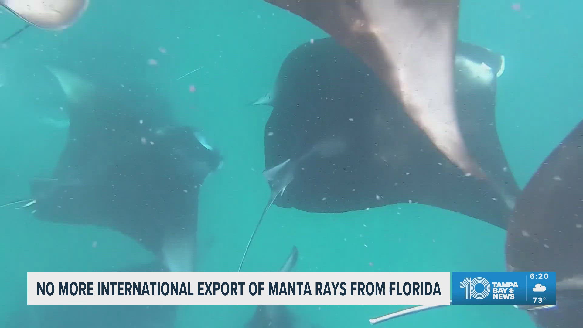 Florida restricts giant manta ray captures, bans international exports ...