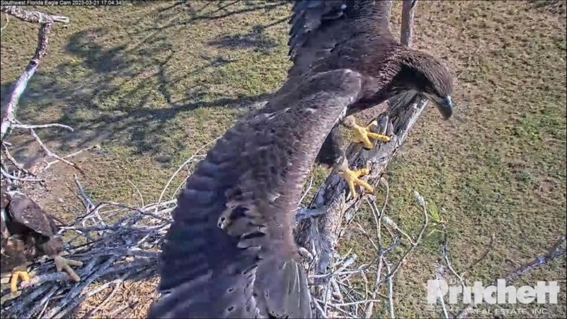 Southwest Florida eaglets to possibly soon make first flight | wtsp.com