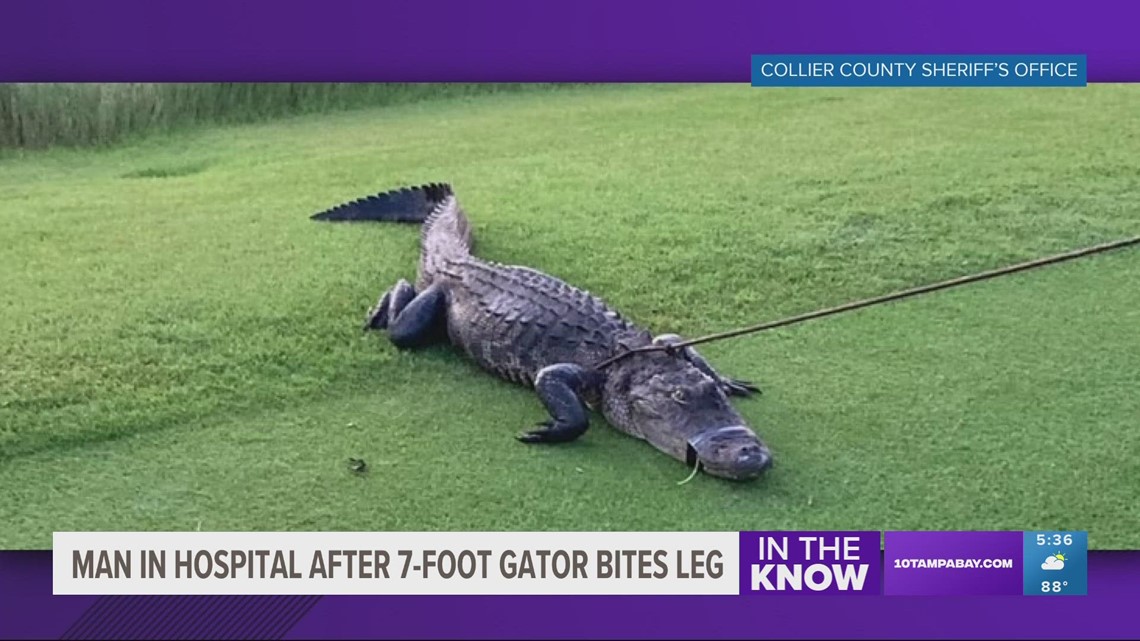 Florida man in the hospital after 7-foot gator bites his leg | wtsp.com