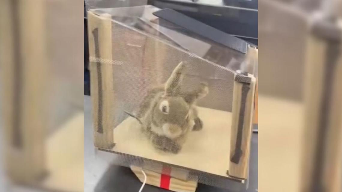 Robo-rabbits helping to remove invasive Burmese pythons in Florida ...