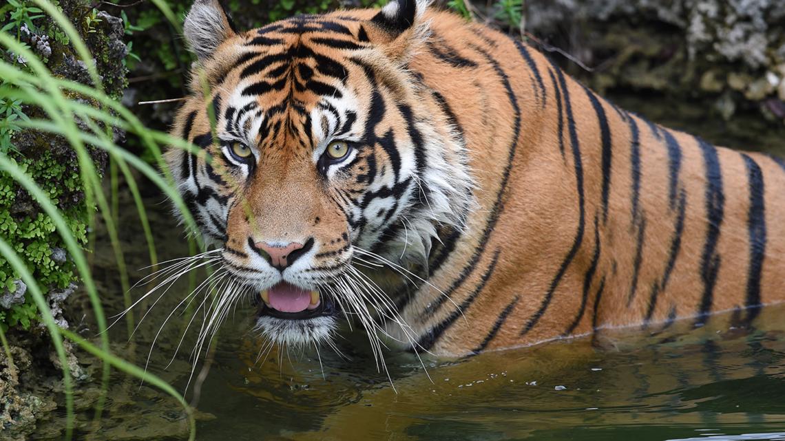 Elderly Sumatran tiger dies at Zoo Miami | wtsp.com
