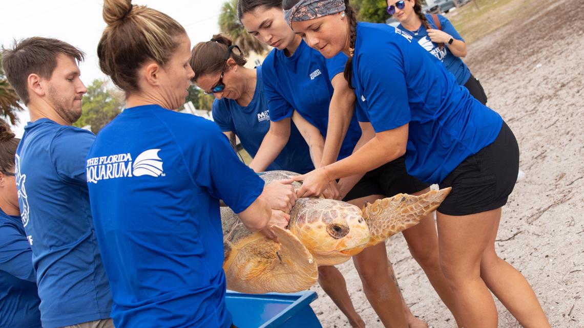 2 Turtles back at sea thanks to Tampa Bay marine officials | wtsp.com